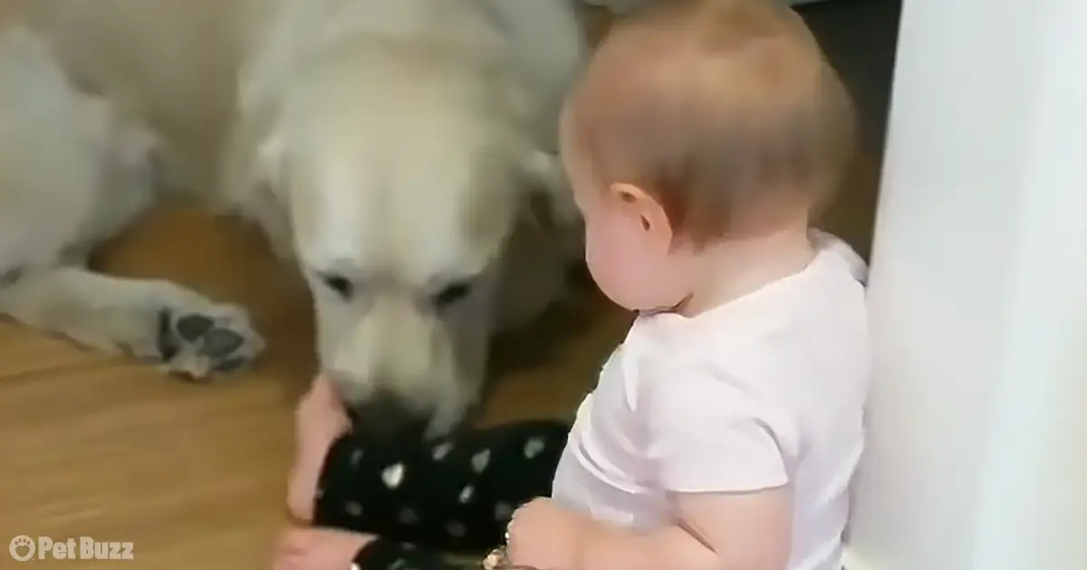 Clever dogs turn into magical helpers assisting little girl’s secret ...